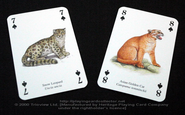 Heritage Playing Card Company: The Famous Wild Cats Playing Cards ...