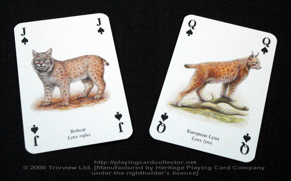 Heritage Playing Card Company: The Famous Wild Cats Playing Cards ...